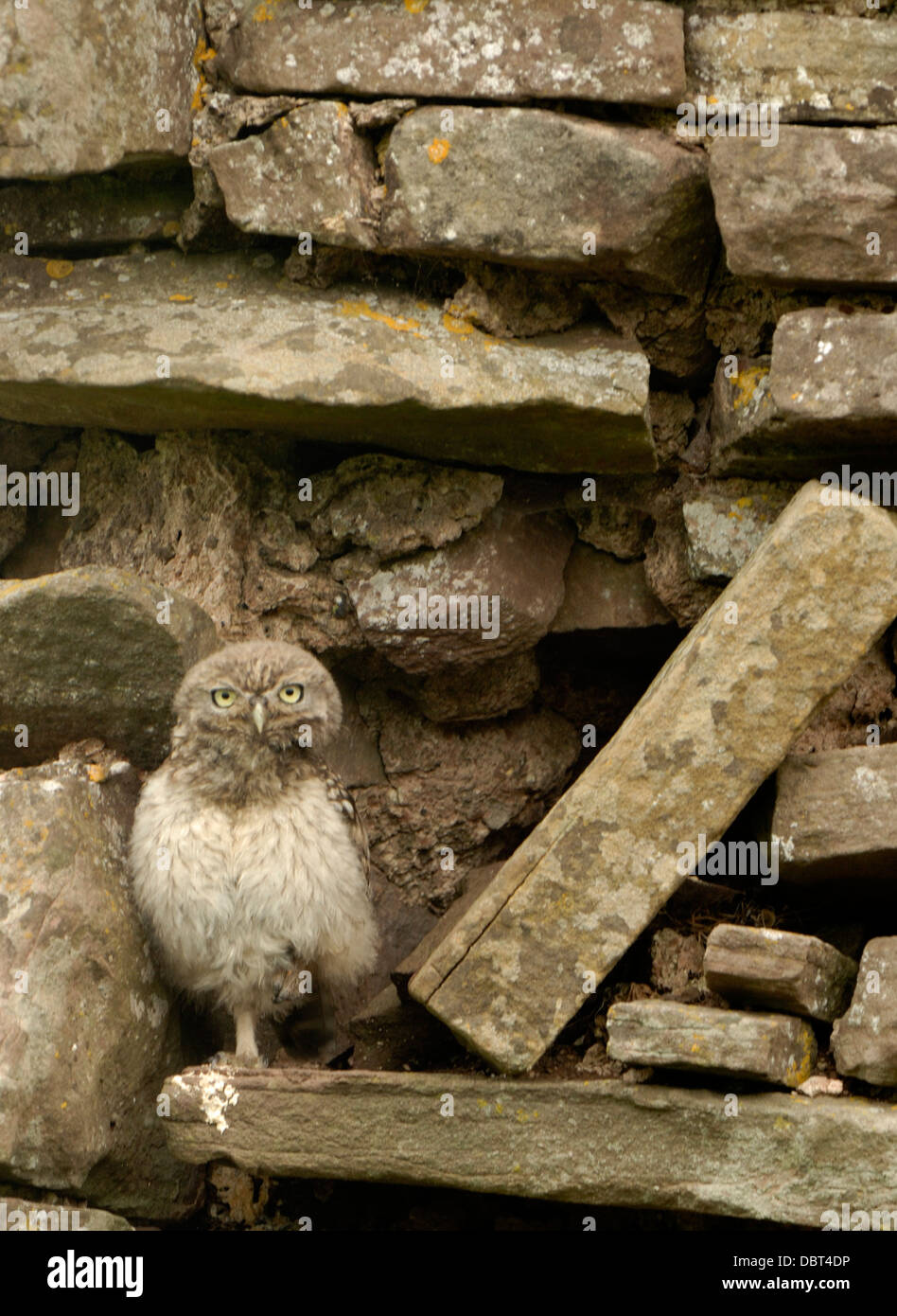 Little Owl in wall Stock Photo - Alamy