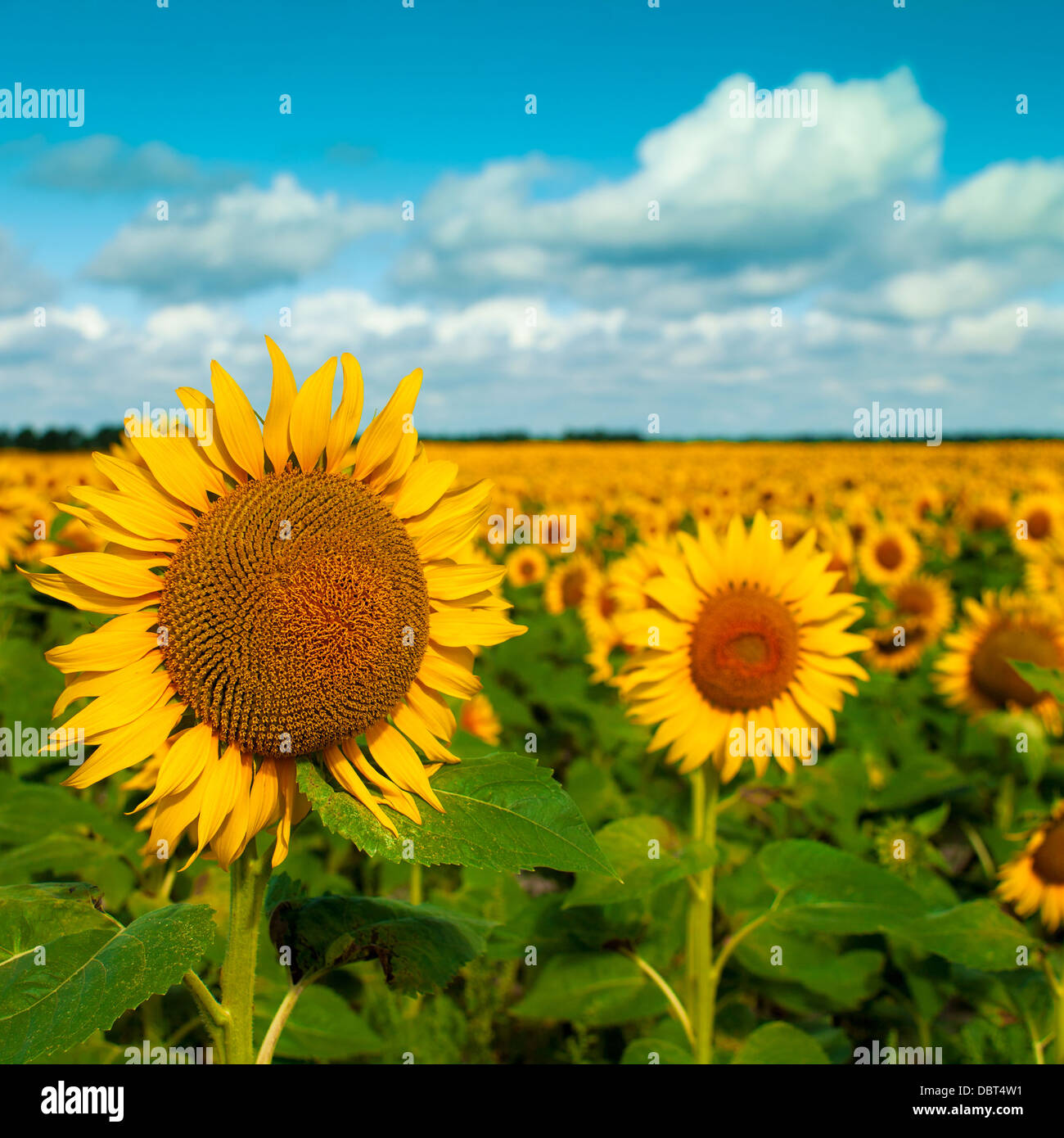 Golden flowers, optimistic summer landscape for your design Stock Photo ...