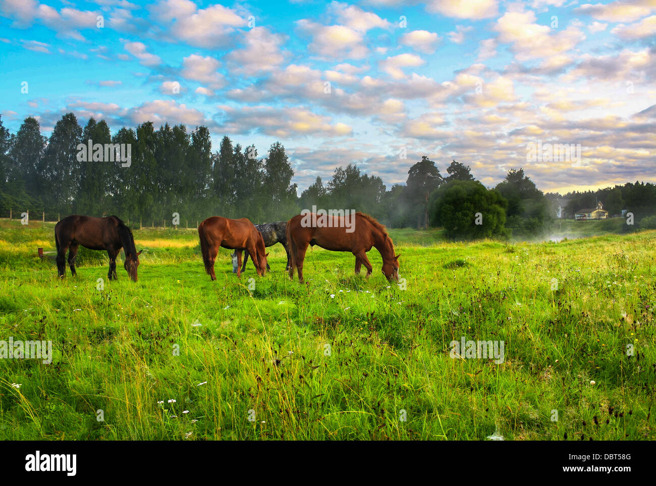 Over grazed pasture hi-res stock photography and images - Alamy