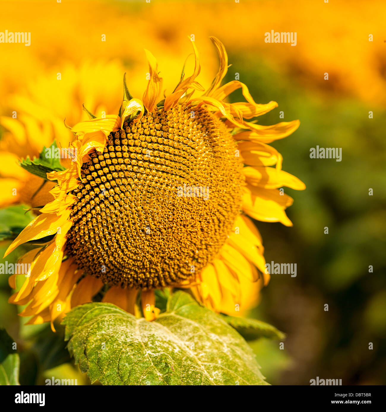 Sunflower, abstract macro backgrounds for your design Stock Photo - Alamy