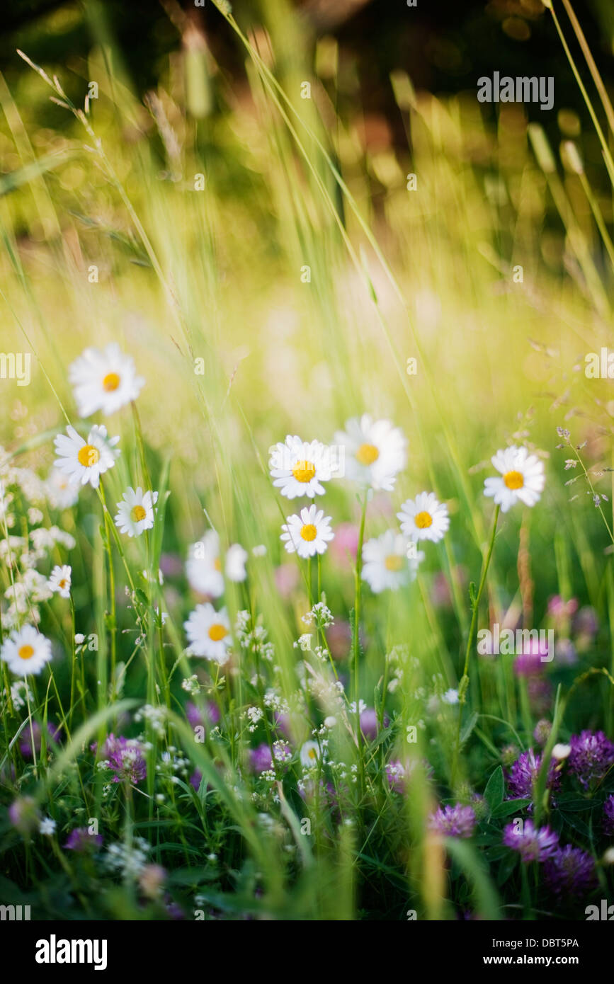 Growing wildflowers hi-res stock photography and images - Alamy