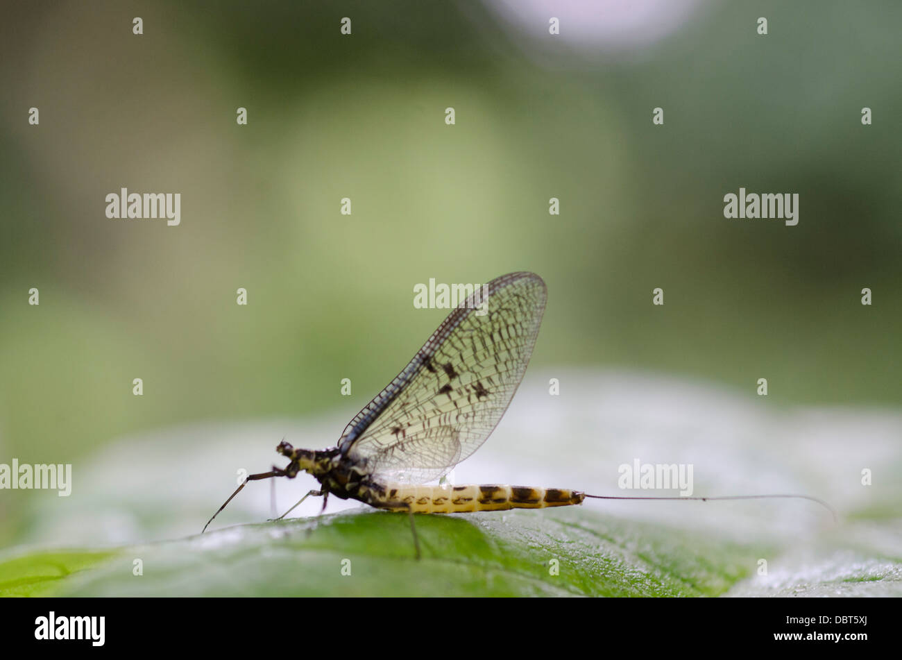 Ephemera hi-res stock photography and images - Alamy