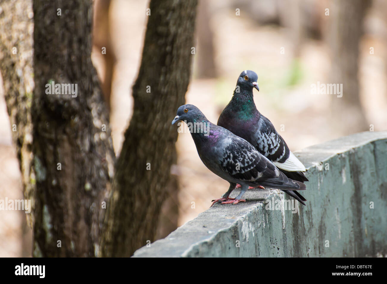Two doves hi-res stock photography and images - Alamy