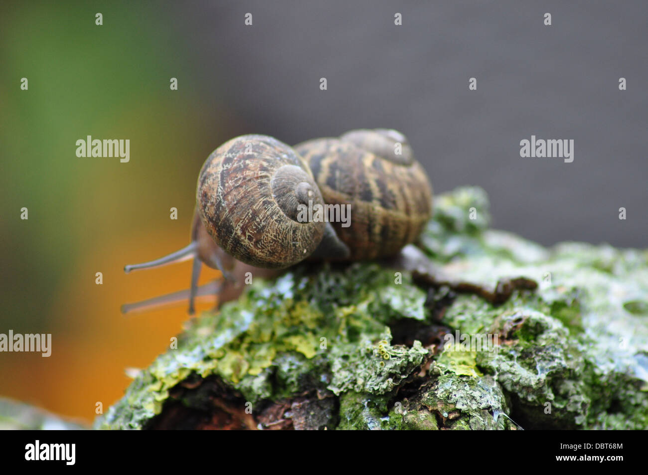Snails pests hi-res stock photography and images - Alamy