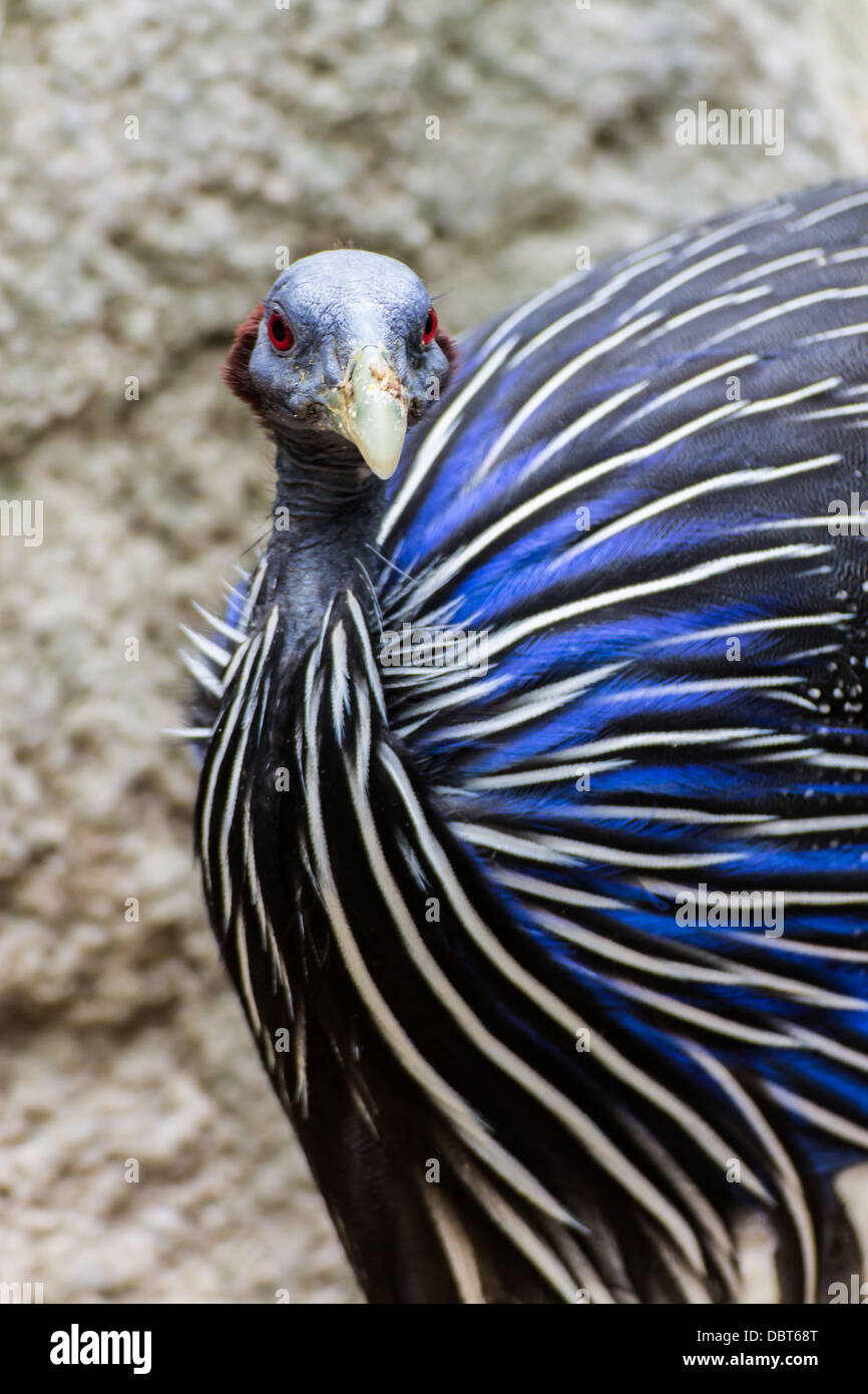 Wilderness graphics hi-res stock photography and images - Alamy