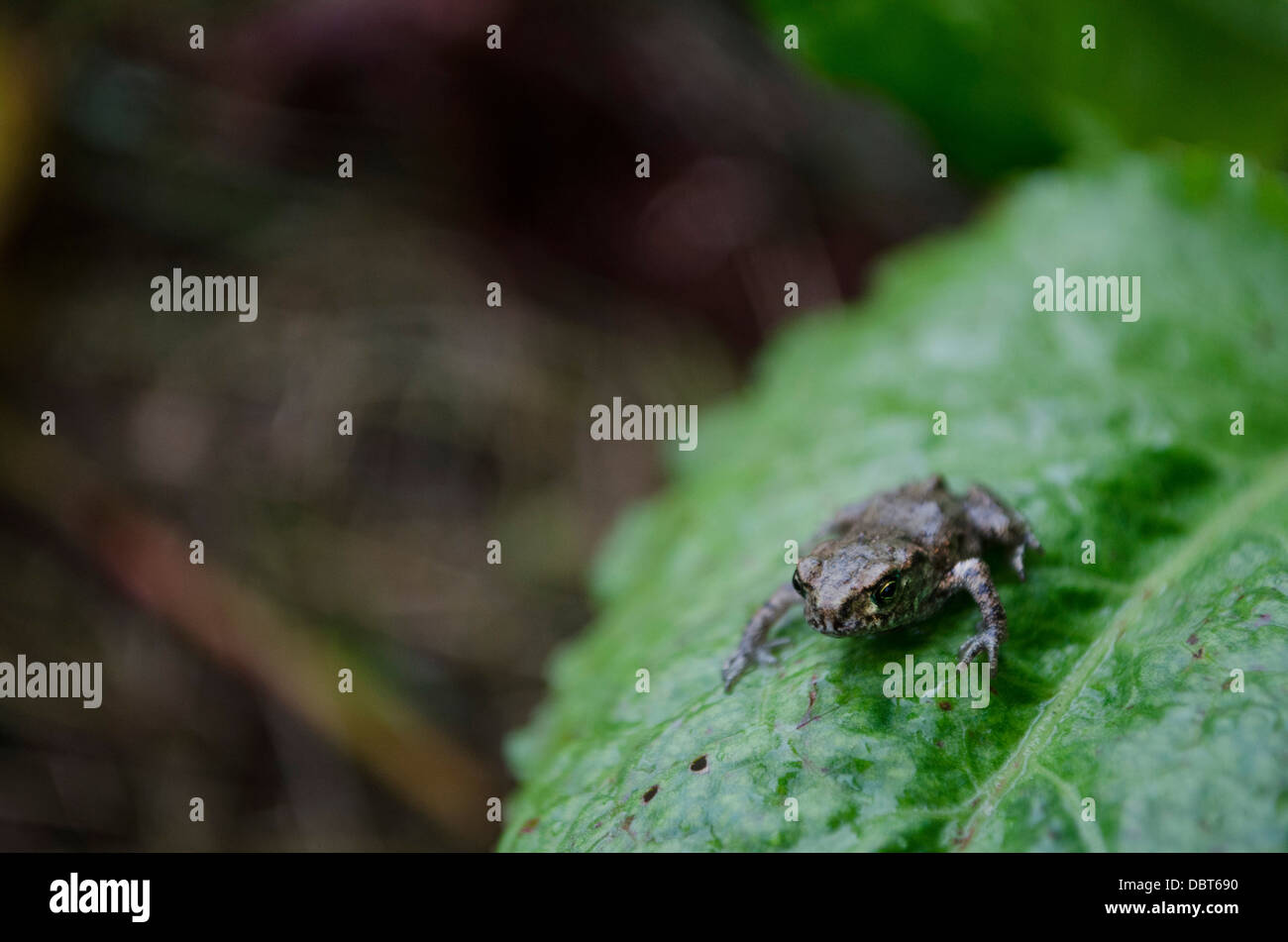 Toadlet High Resolution Stock Photography and Images - Alamy