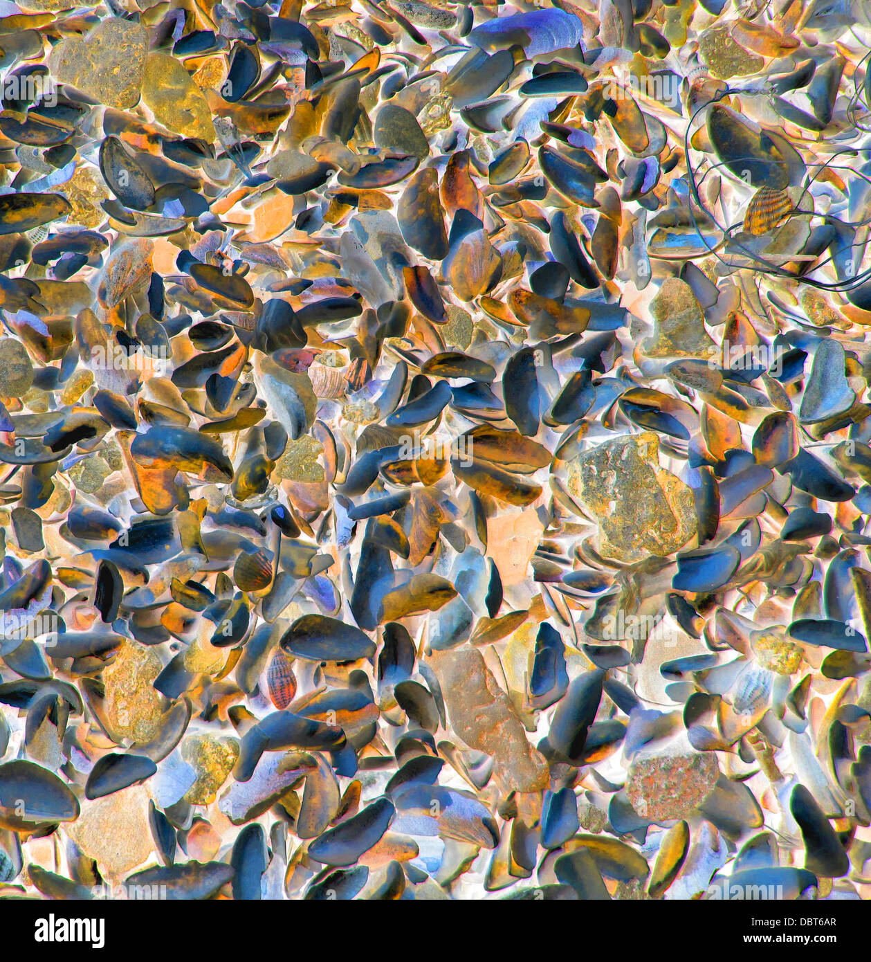 Decoration made of shells hi-res stock photography and images - Alamy