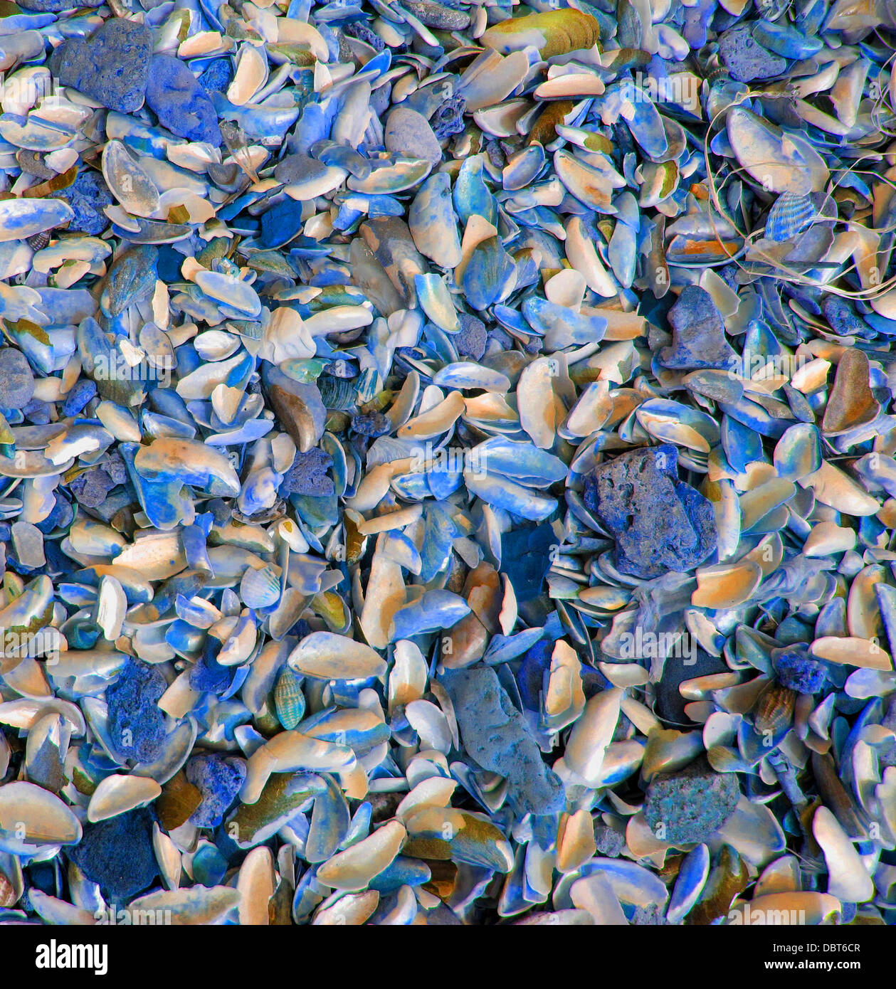Background made up of a large sea shells Stock Photo - Alamy