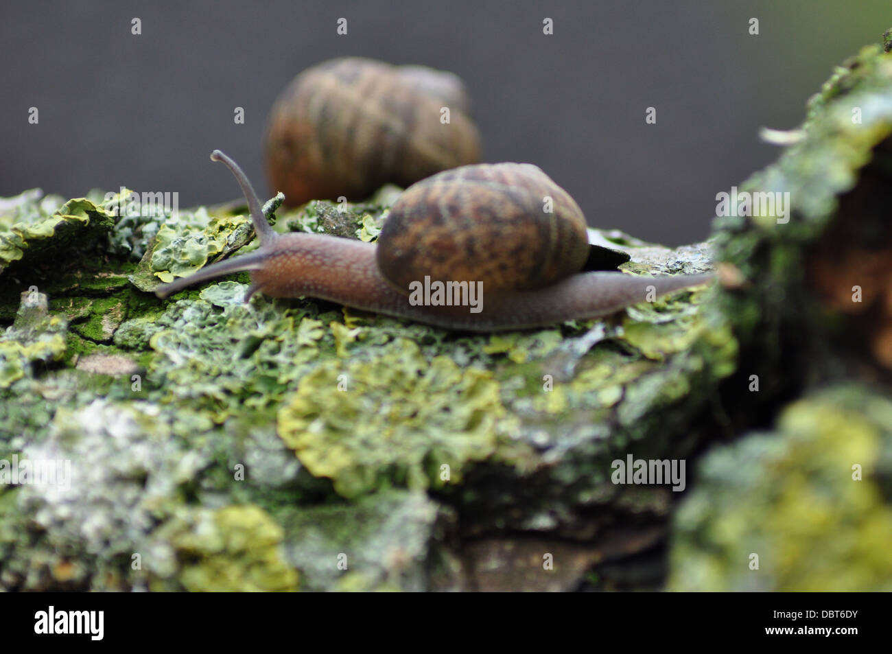 Snails pests hi-res stock photography and images - Alamy