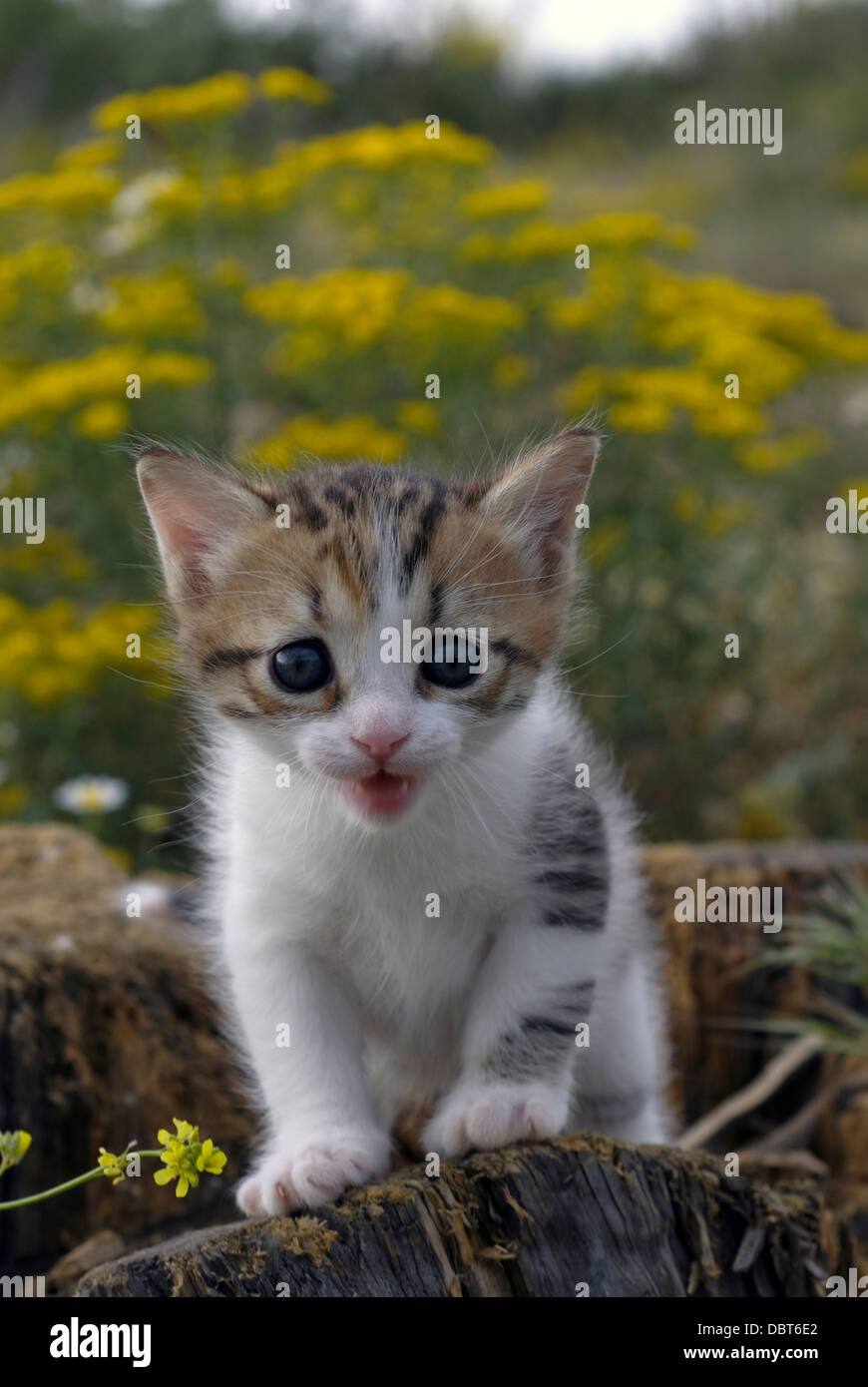 Four weeks old kitten in the garden meowing at camera Stock Photo - Alamy