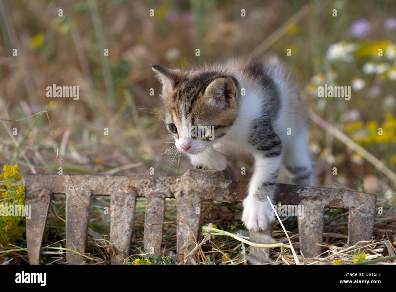 Four weeks old kitten climbing over an old rake in meadow Stock Photo ...