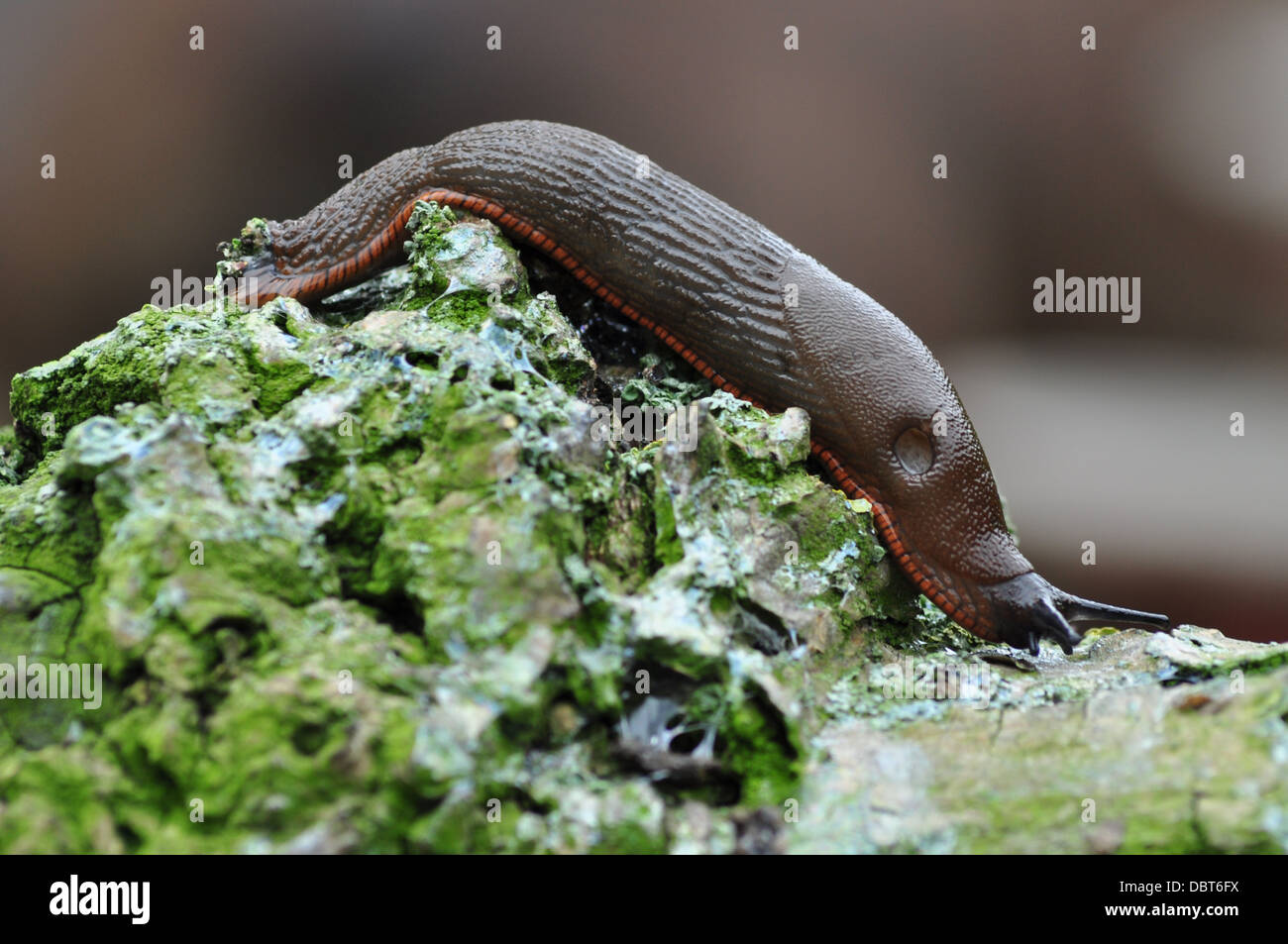 common garden slug Stock Photo - Alamy