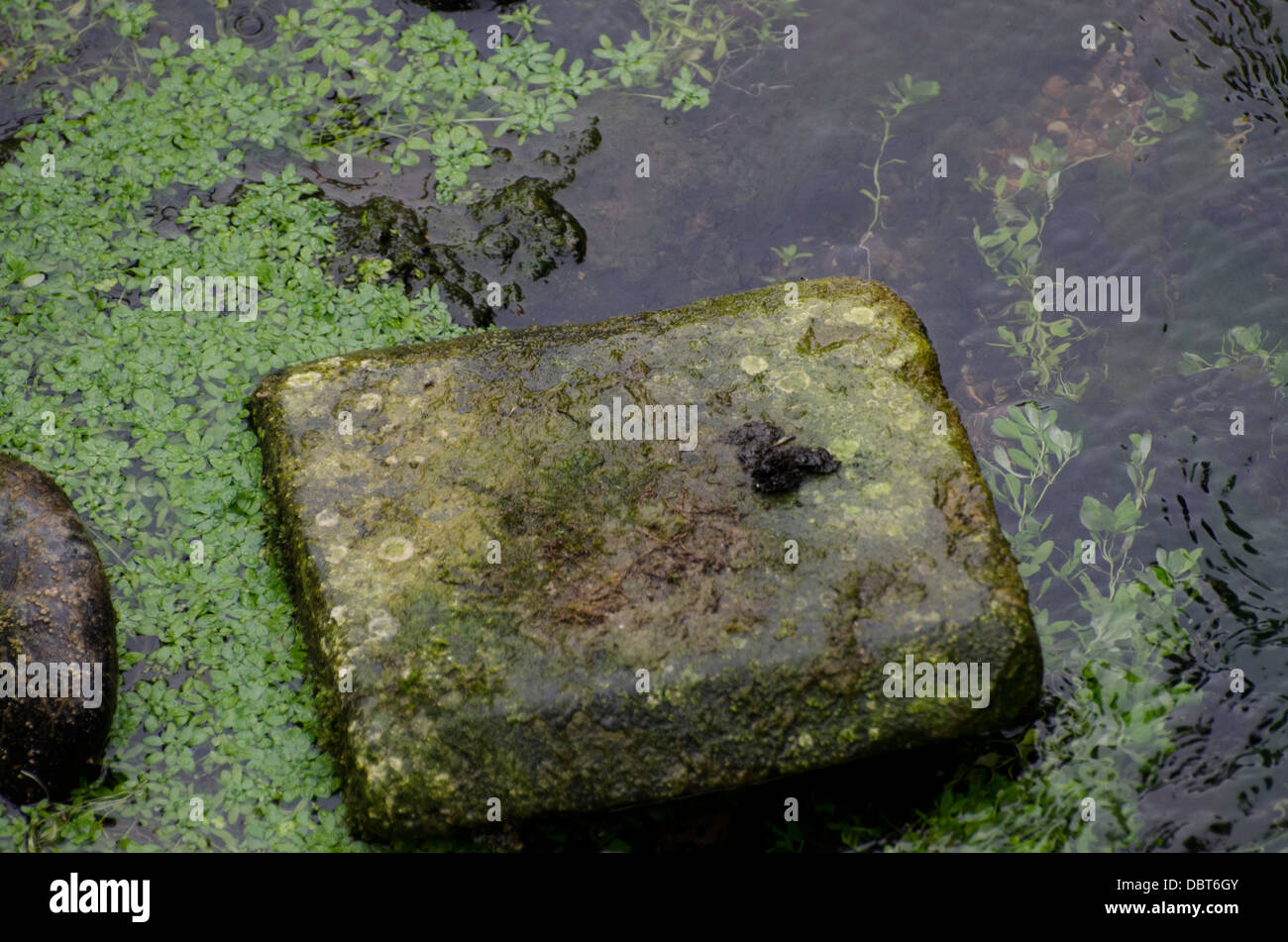 Otter spraint on rock Stock Photo - Alamy
