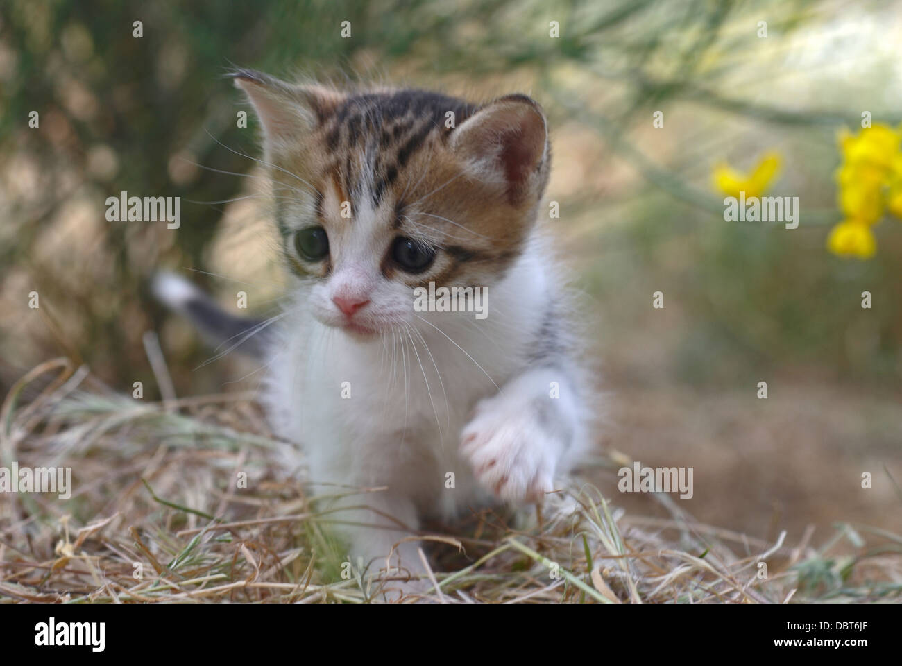 Four weeks old kitten playing in mowed meadow Stock Photo - Alamy