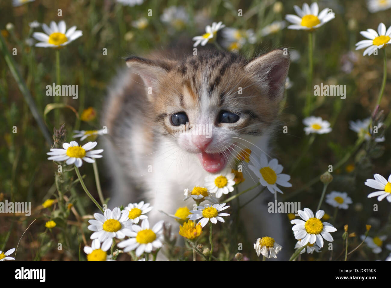 Meowing kitten in flower field Stock Photo - Alamy