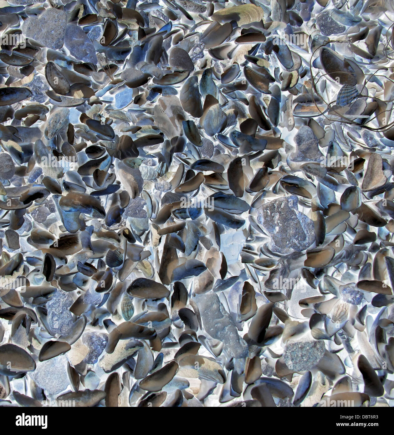 Background made up of a large sea shells Stock Photo - Alamy