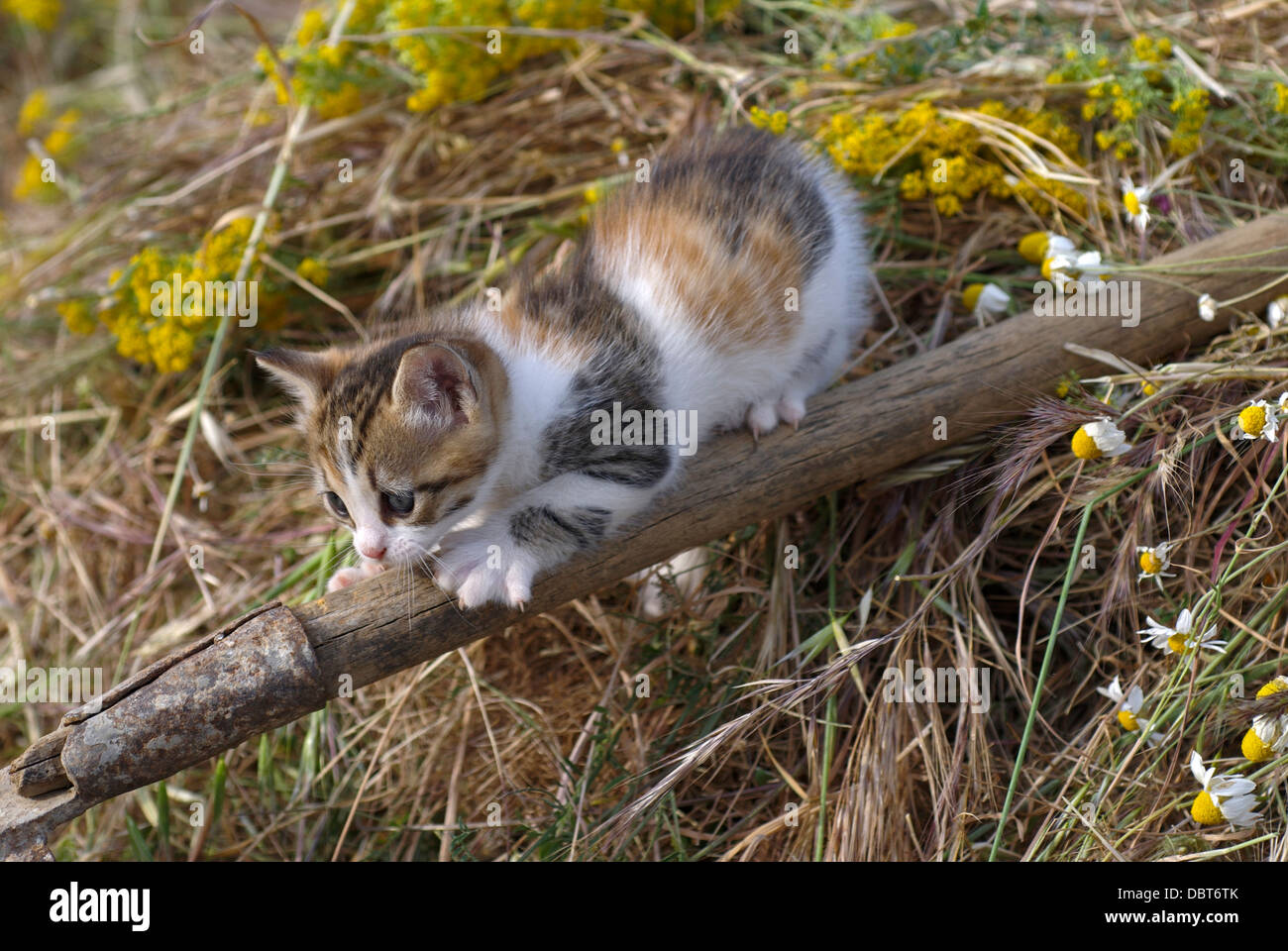 Four weeks old kitten climbing over an old rake in mowed meadow Stock ...