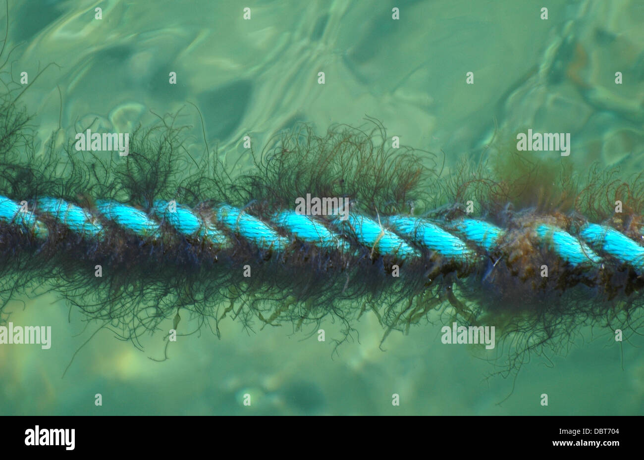 Seaweed sample hi-res stock photography and images - Alamy