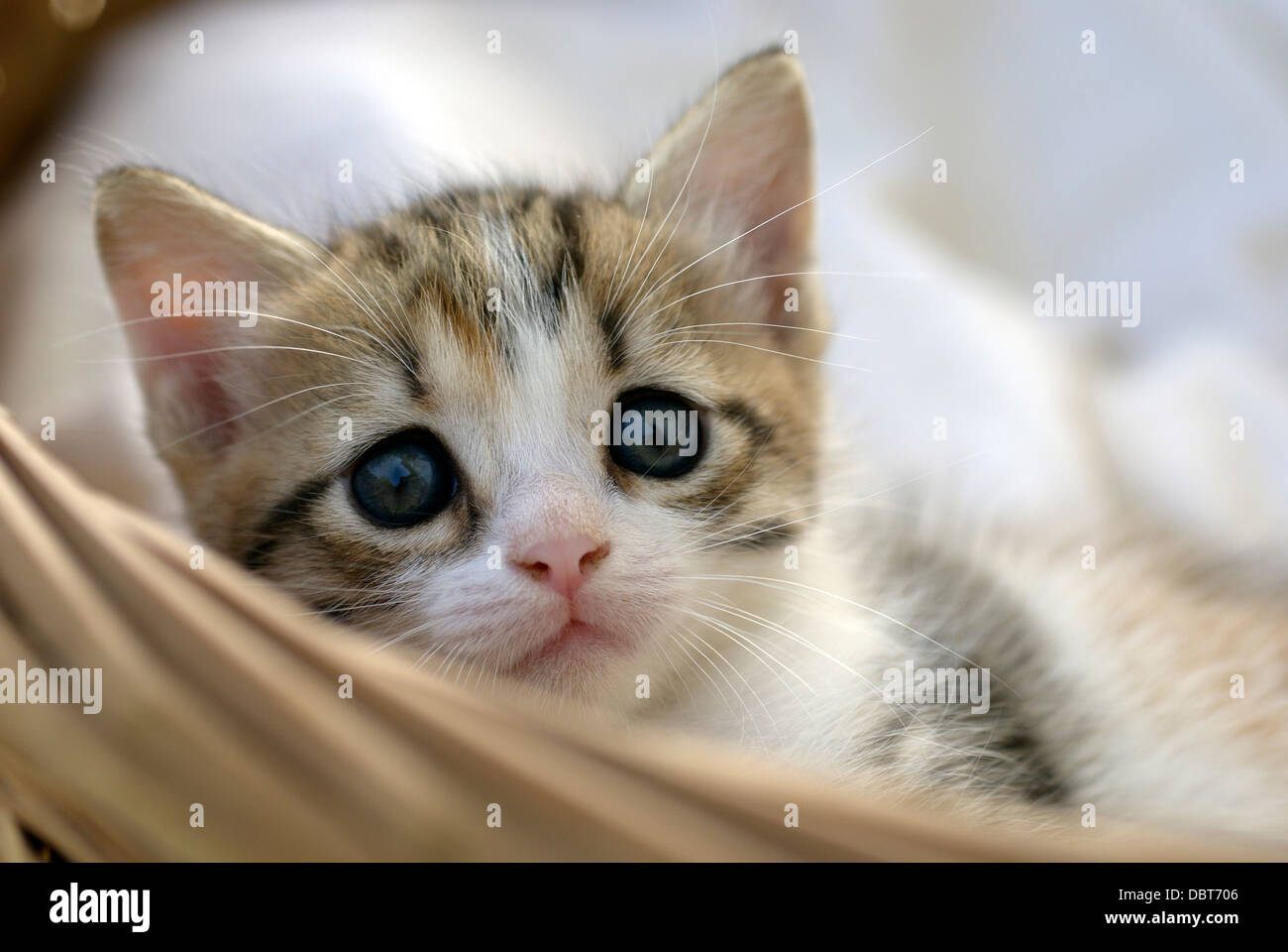 Four weeks old calico kitten in a basket Stock Photo - Alamy