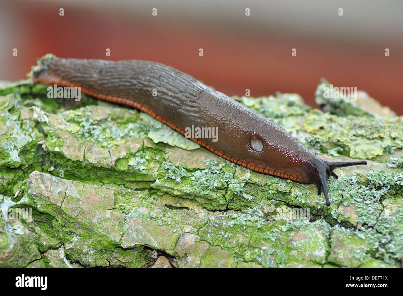 Garden slug hi-res stock photography and images - Alamy