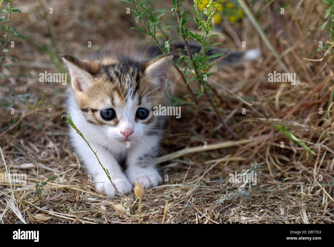 Four weeks old kitten playing in mowed meadow Stock Photo - Alamy