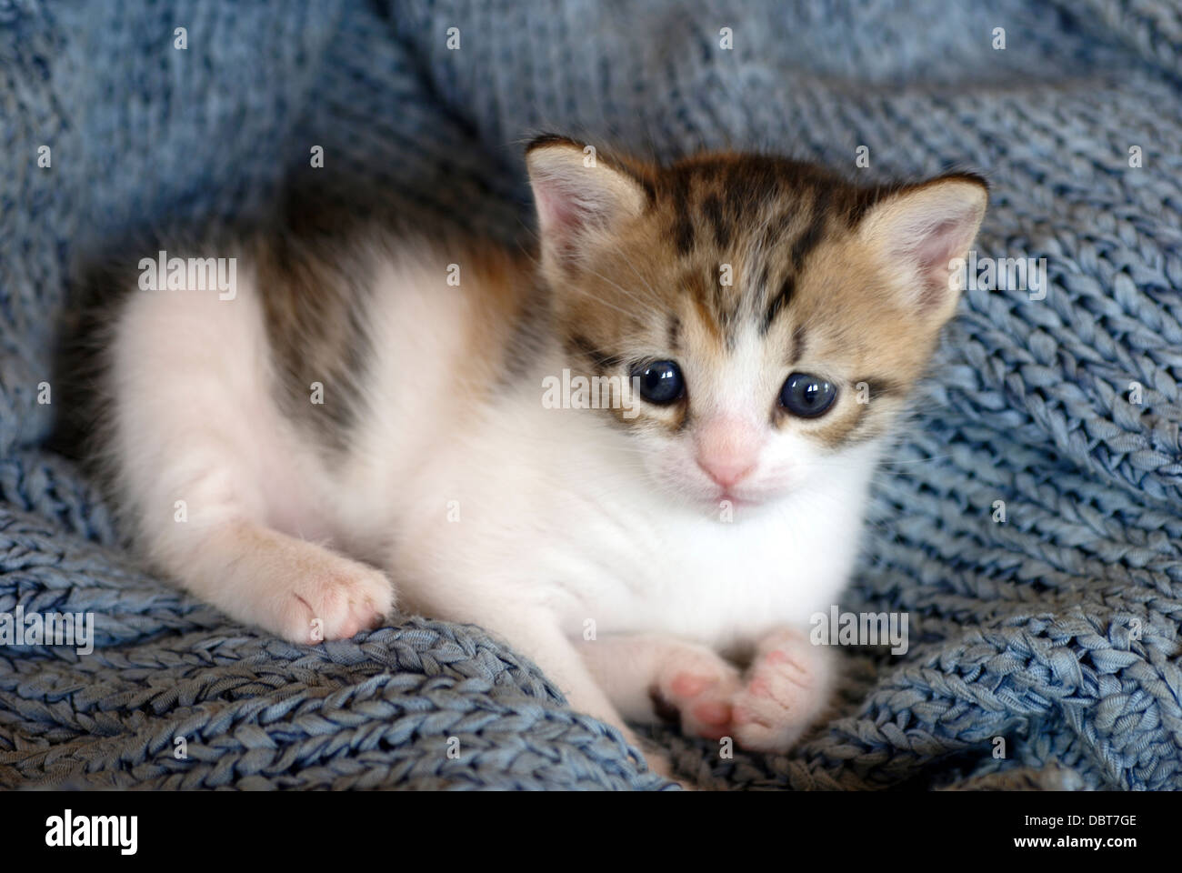 Three weeks old kitten lying on blue blanket Stock Photo - Alamy