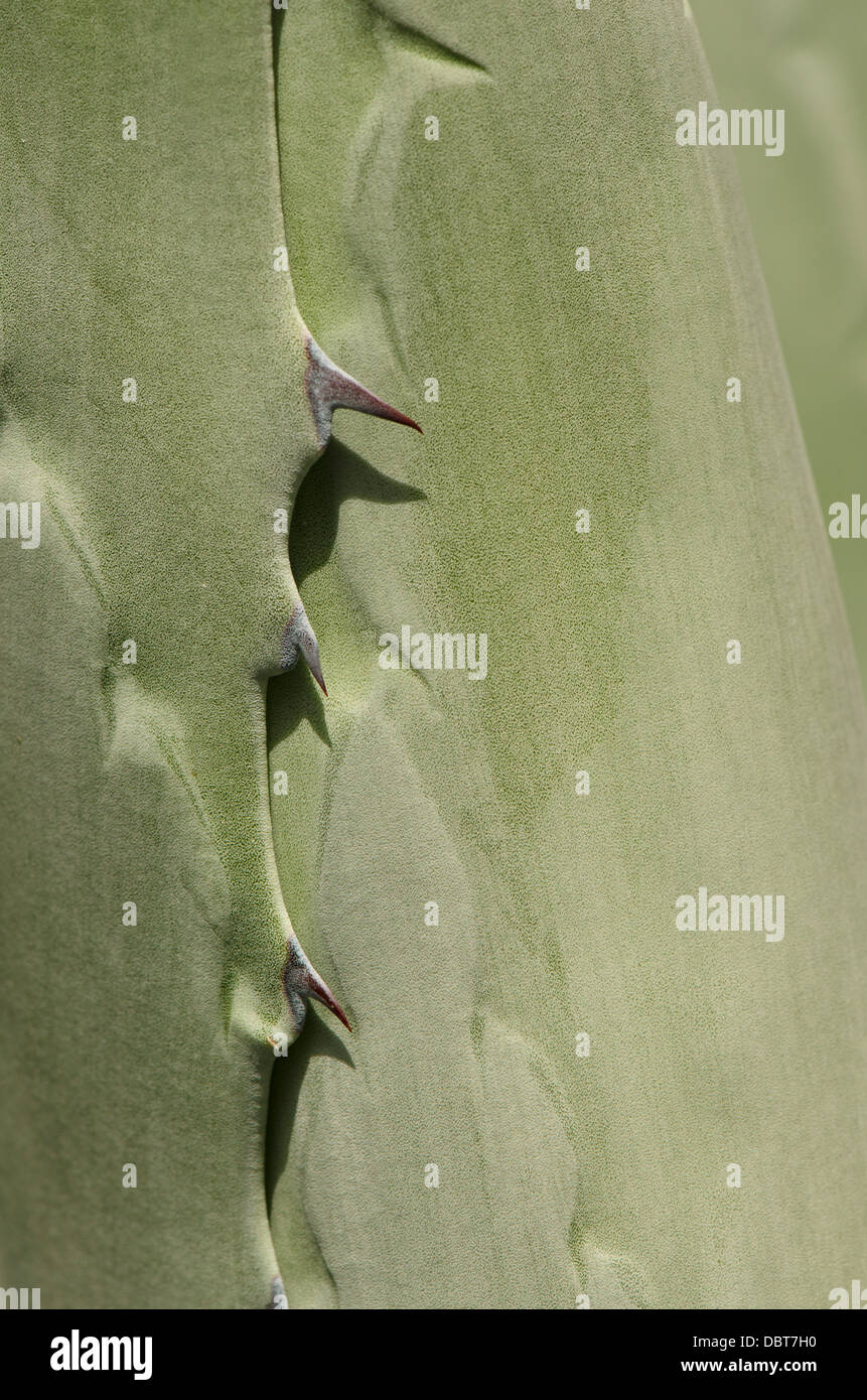 Agave fiber hi-res stock photography and images - Alamy