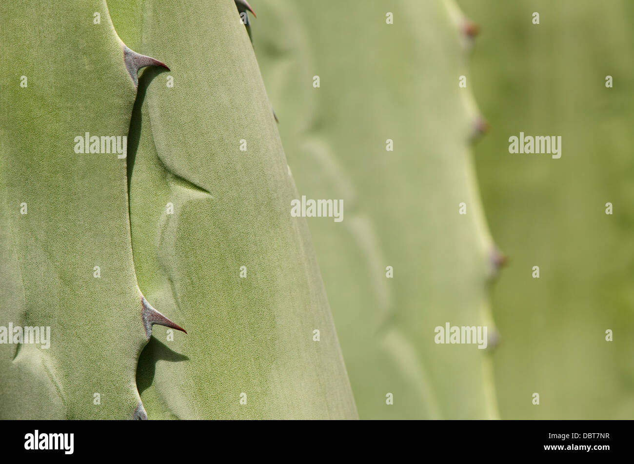 Agave fiber hi-res stock photography and images - Alamy