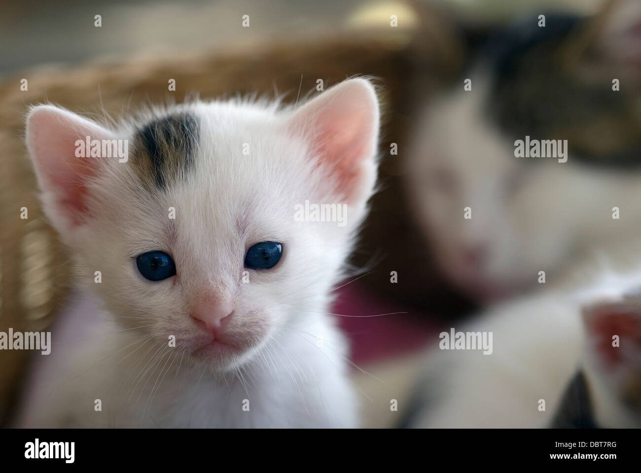 Four weeks old kitten in a basket with its mother sleeping in the ...