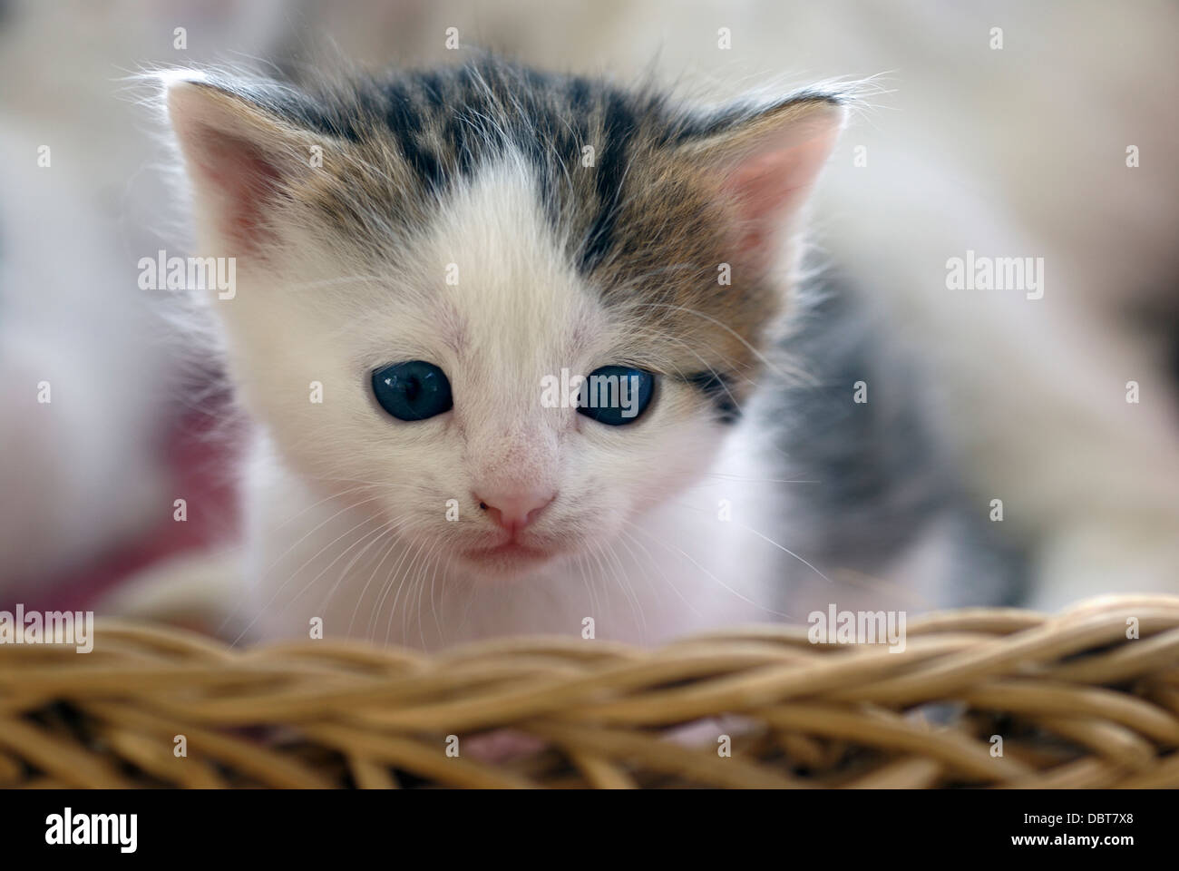 Four weeks old kitten in a basket Stock Photo - Alamy