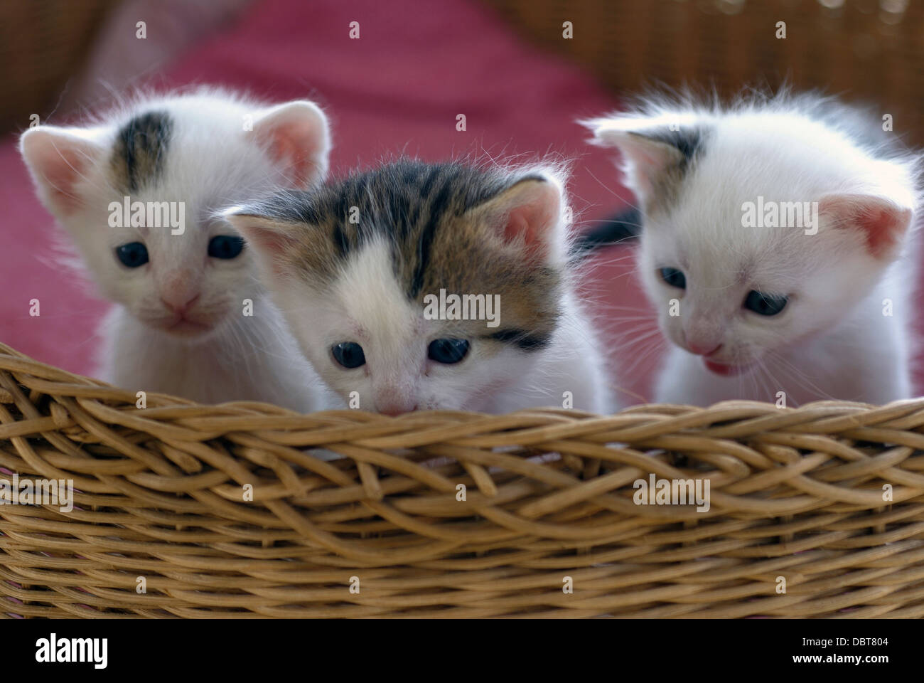 Four weeks old kittens in a basket Stock Photo - Alamy
