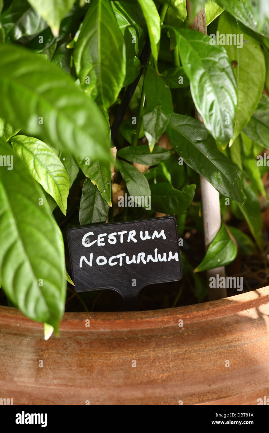 Nostrum hi-res stock photography and images - Alamy