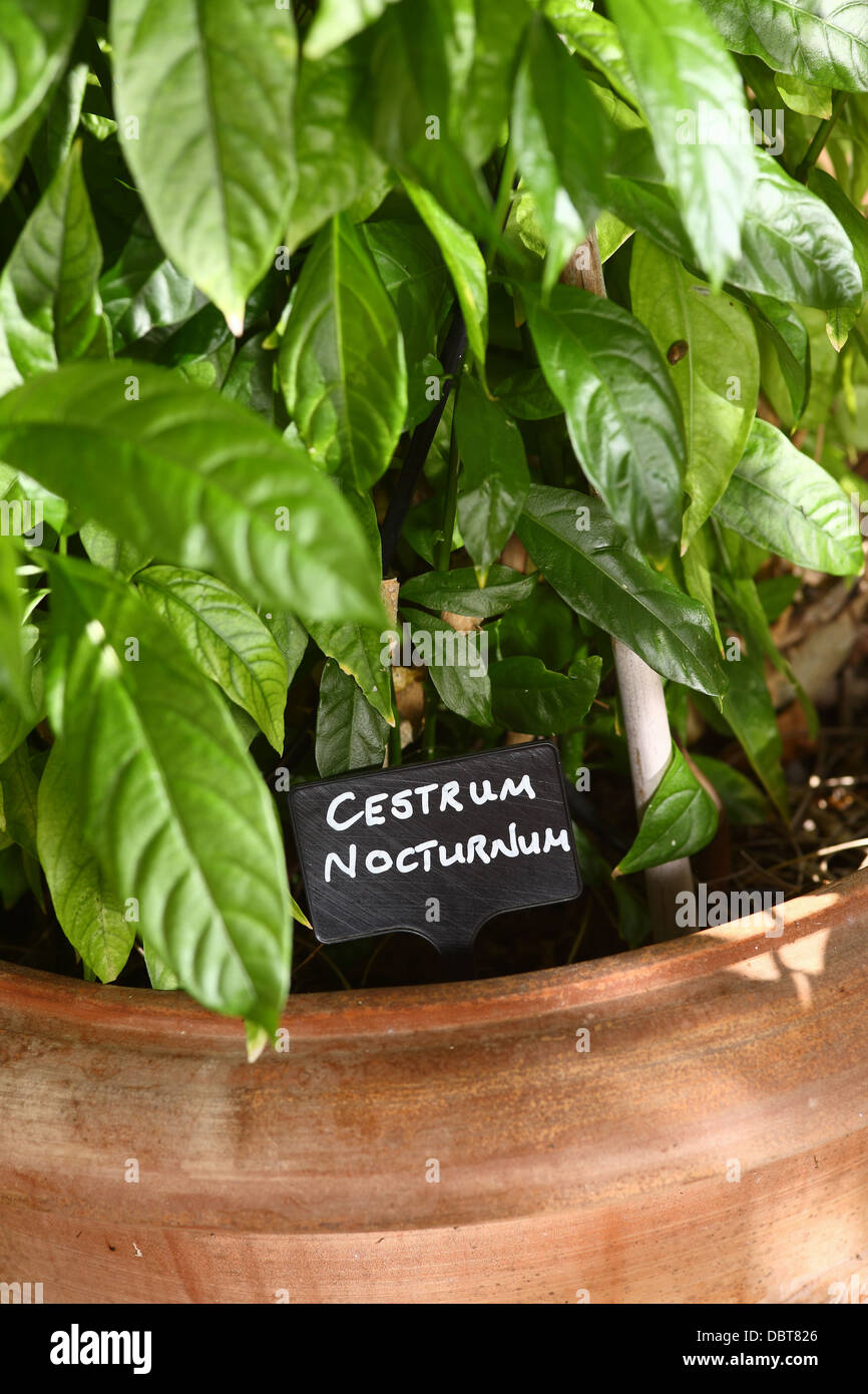 Nostrum hi-res stock photography and images - Alamy