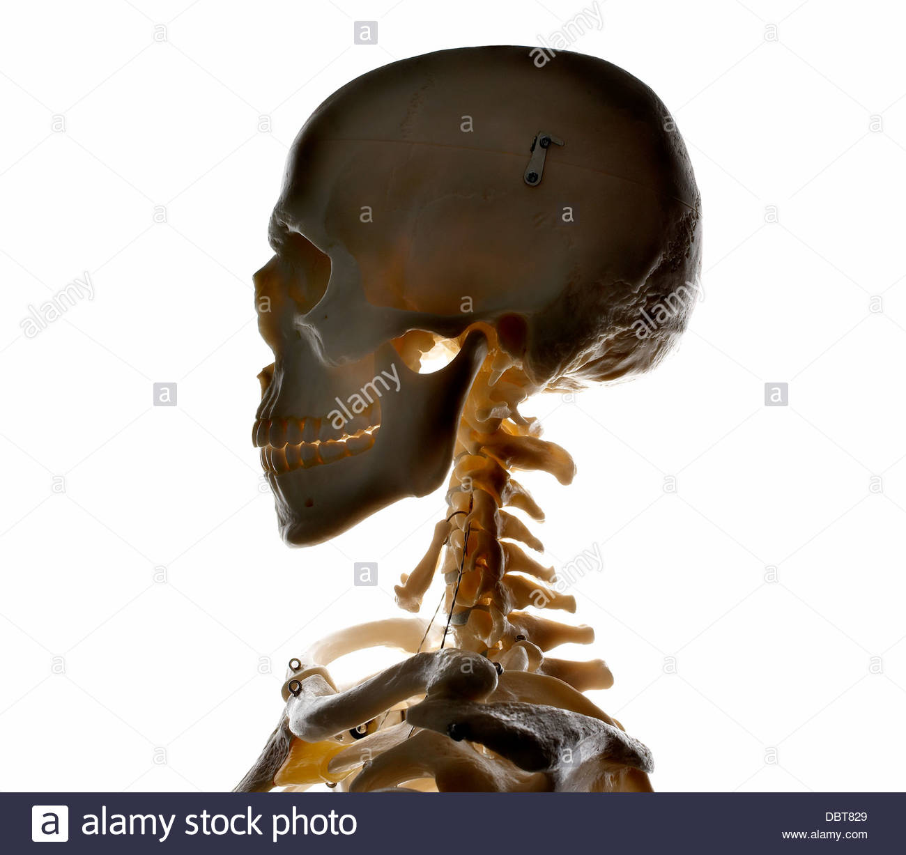 Human Skeleton Stock Photos & Human Skeleton Stock Images - Alamy