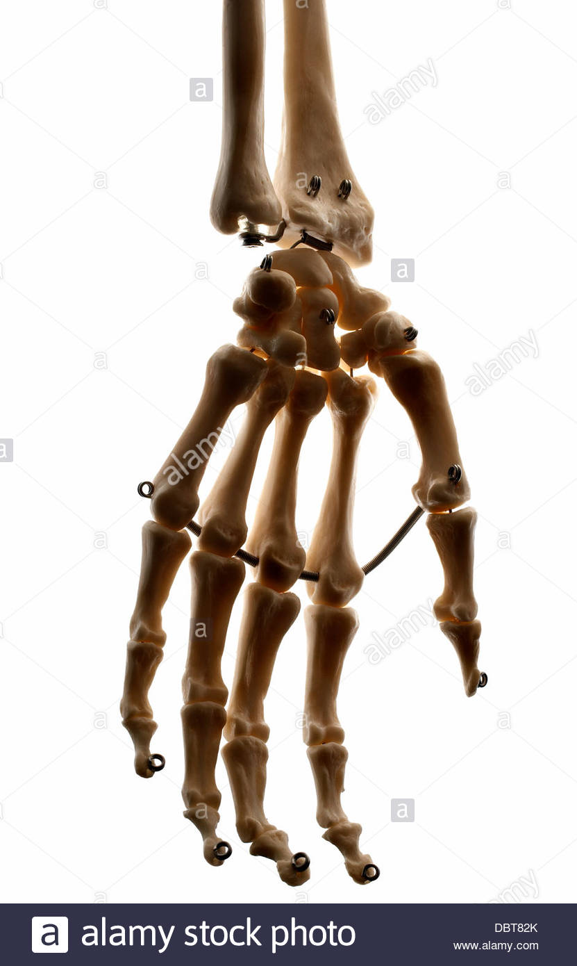 Skeleton Hand Stock Photos & Skeleton Hand Stock Images - Alamy