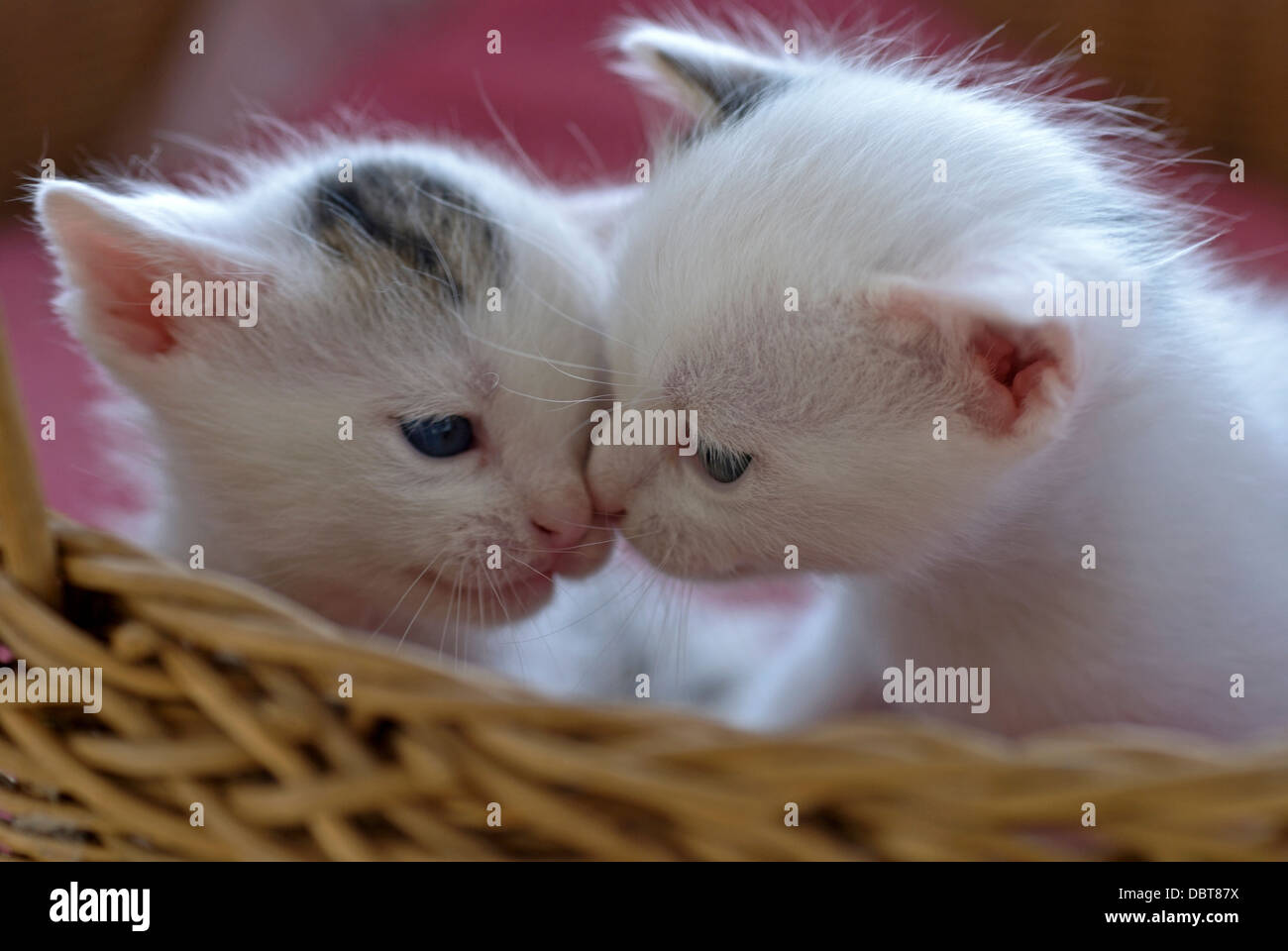 Two cuddling kittens in a basket Stock Photo - Alamy