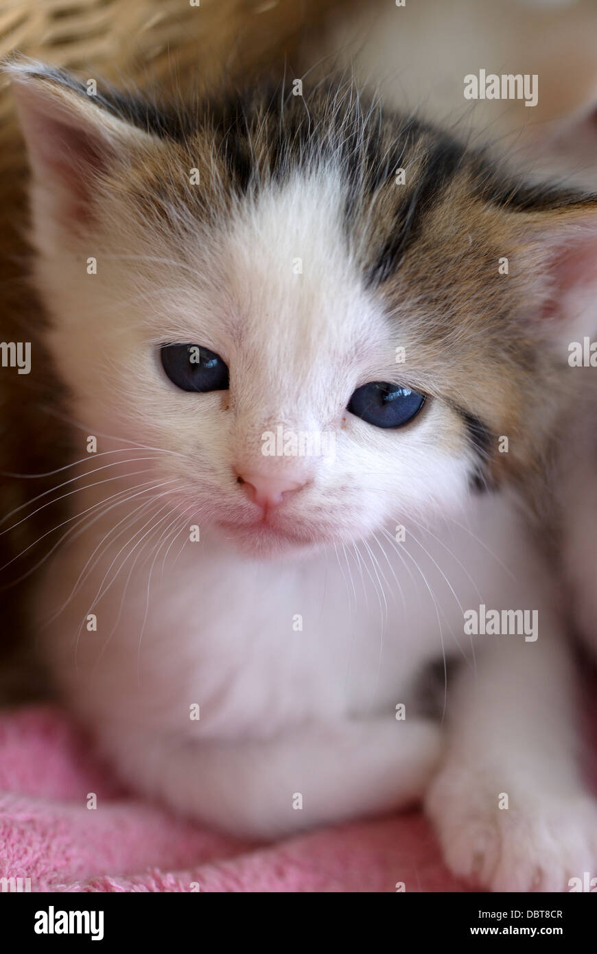 Portrait of a four weeks old kitten lying in a basket Stock Photo - Alamy