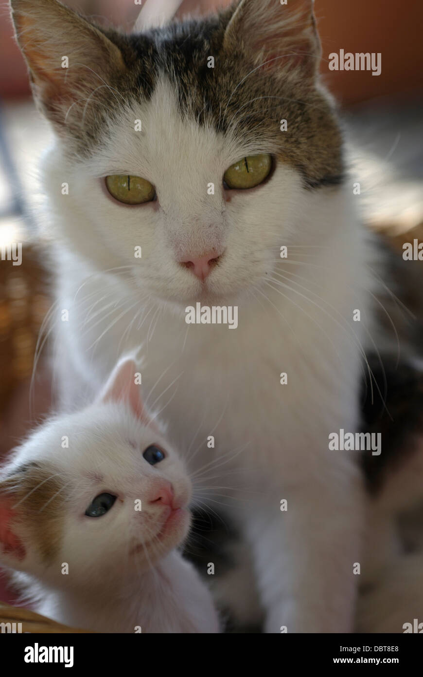 Mother cat with kitten sitting indoors in a basket Stock Photo - Alamy