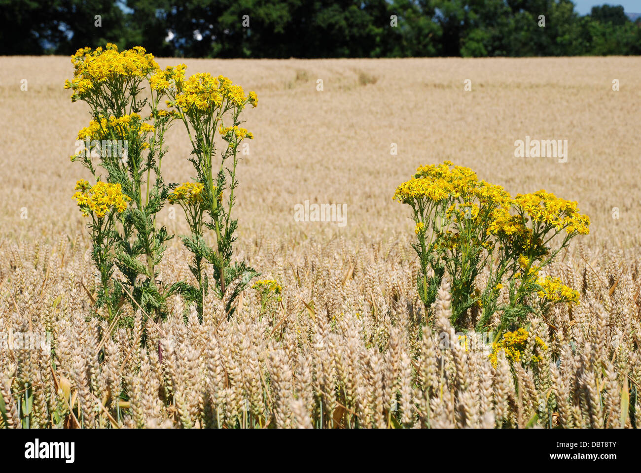Yellow ragwort grows wild in a field of wheat Stock Photo - Alamy