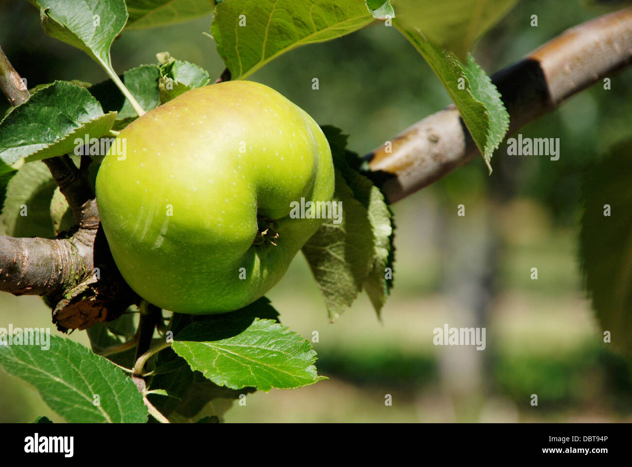 Bramley hi-res stock photography and images - Alamy