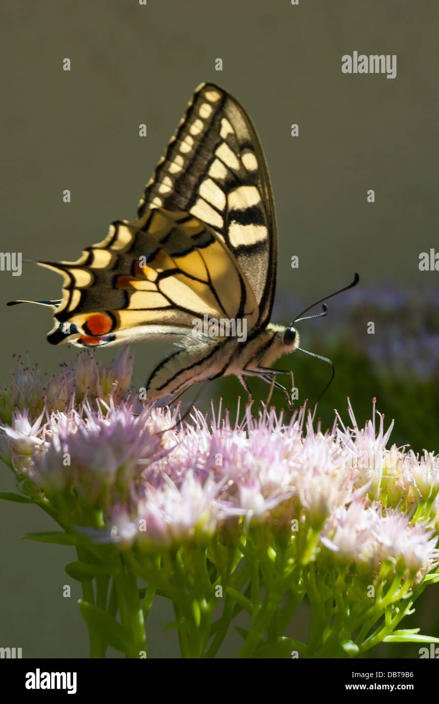 Blue farfalla hi-res stock photography and images - Alamy