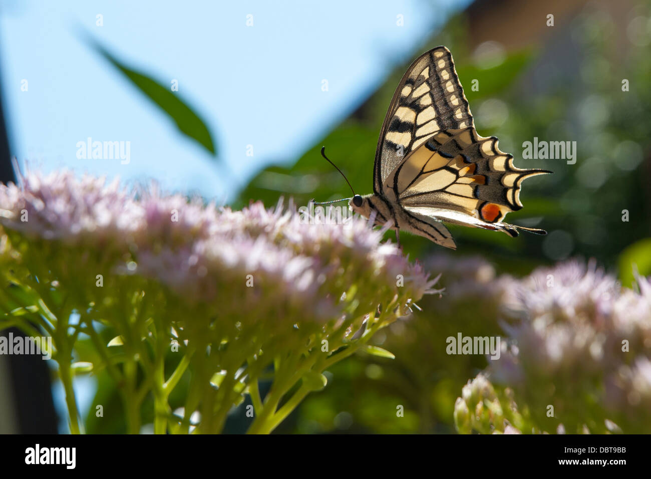 Blue farfalla hi-res stock photography and images - Alamy