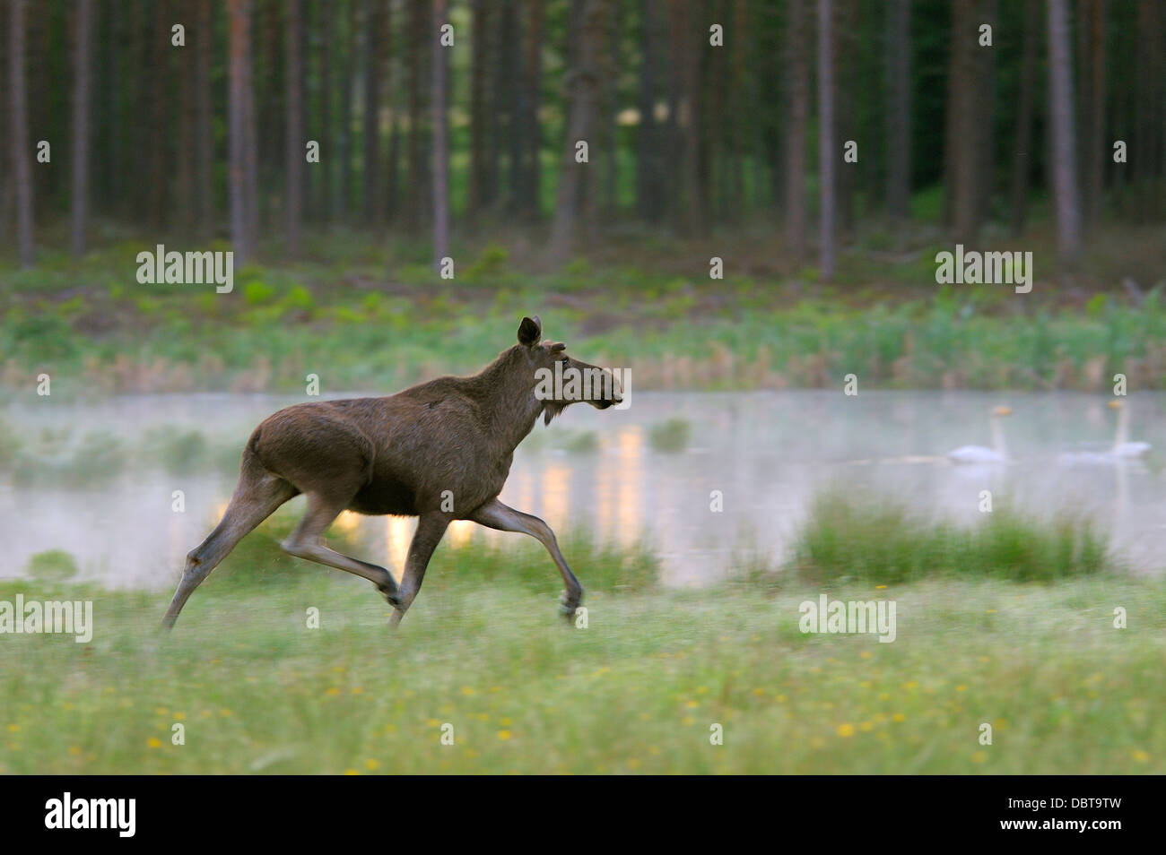 Side view of moose at morning hi-res stock photography and images - Alamy