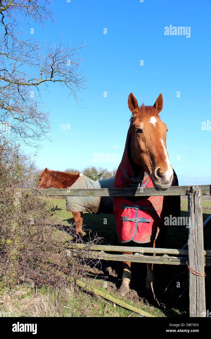 Two Horses, one of them looking over a fence on a bright summers ...