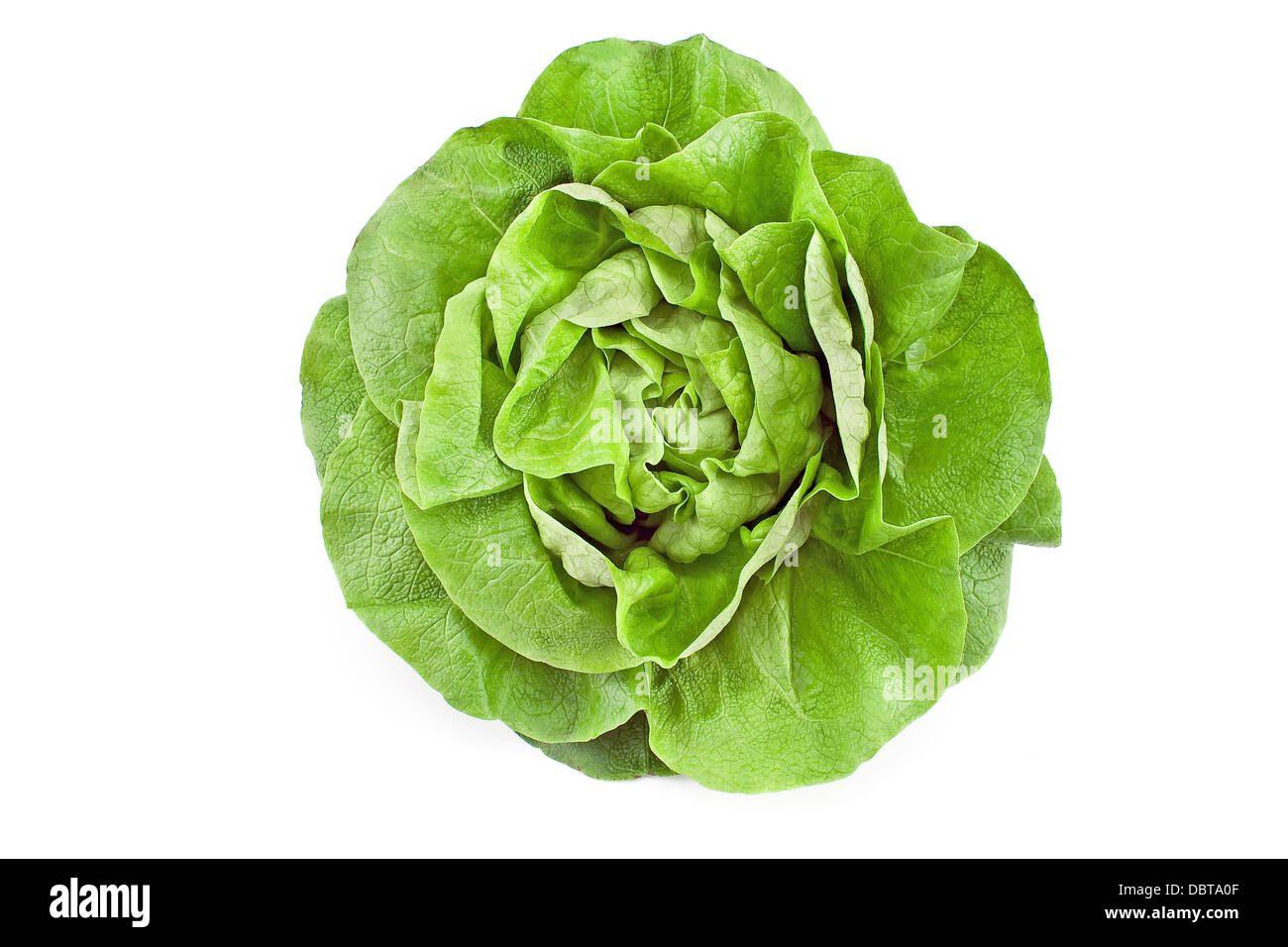 Wet lettuce salad hi-res stock photography and images - Alamy