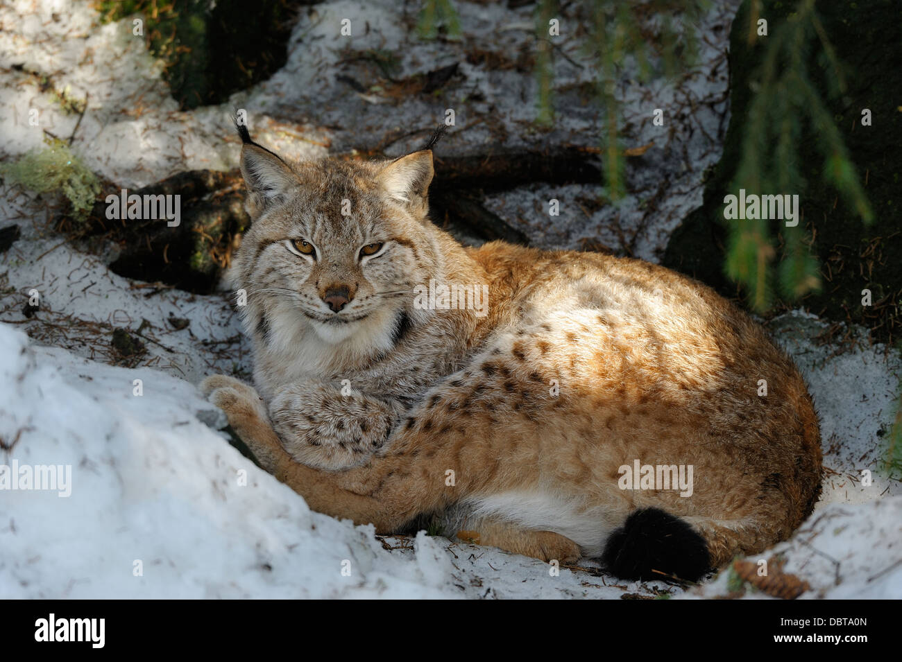 Lynx in hi-res stock photography and images - Alamy