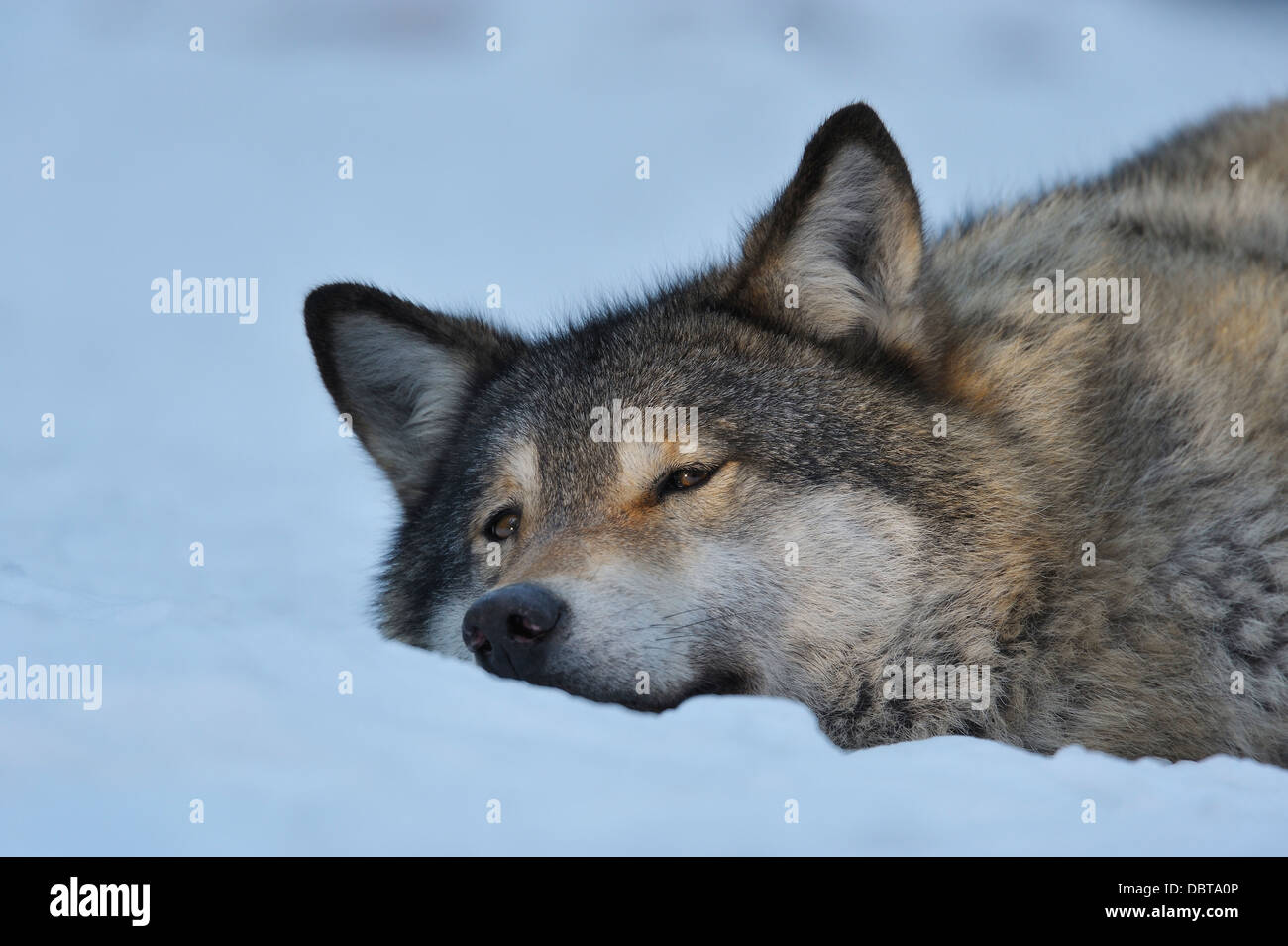 Zoo wolf hi-res stock photography and images - Alamy