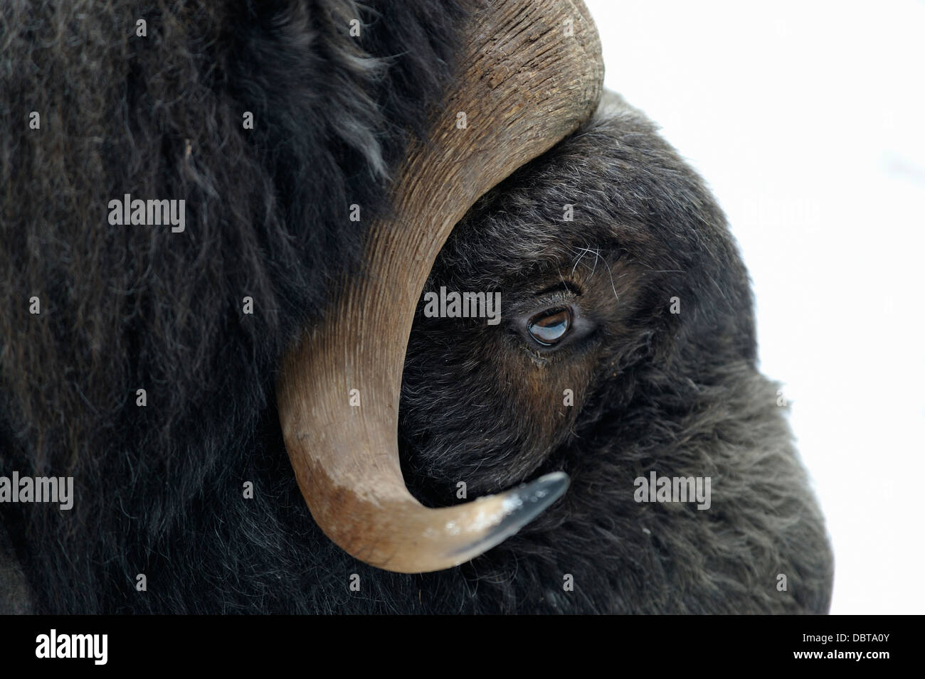 Close up of bison Stock Photo - Alamy