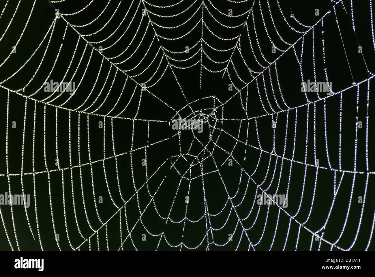 Spiders web covered in dew Stock Photo - Alamy