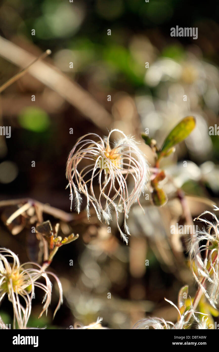 African darter (Anhinga rufa), (also known as snakebird) chicks at ...